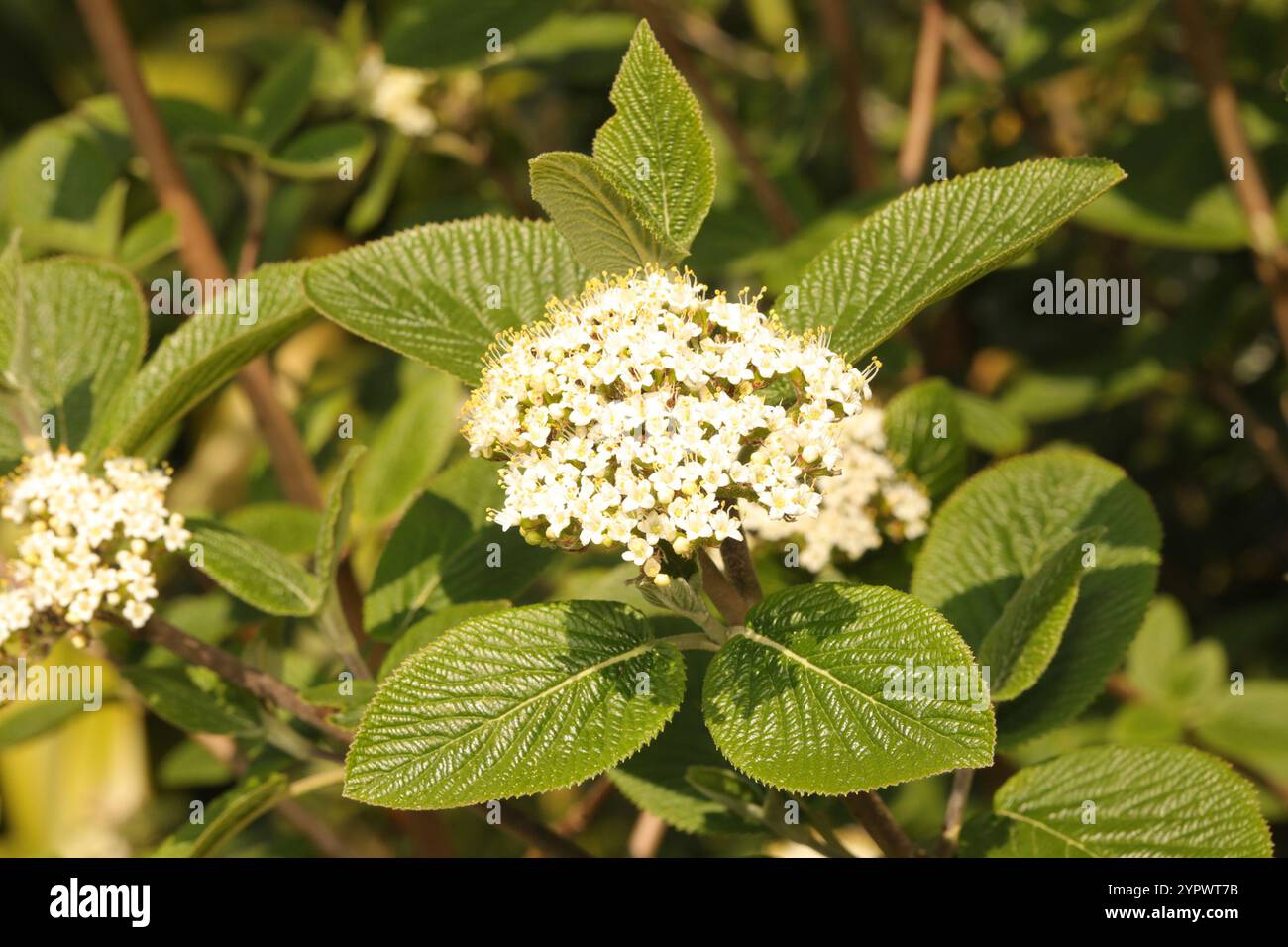 Wayfaring-tree (Viburnum lantana Stock Photo - Alamy