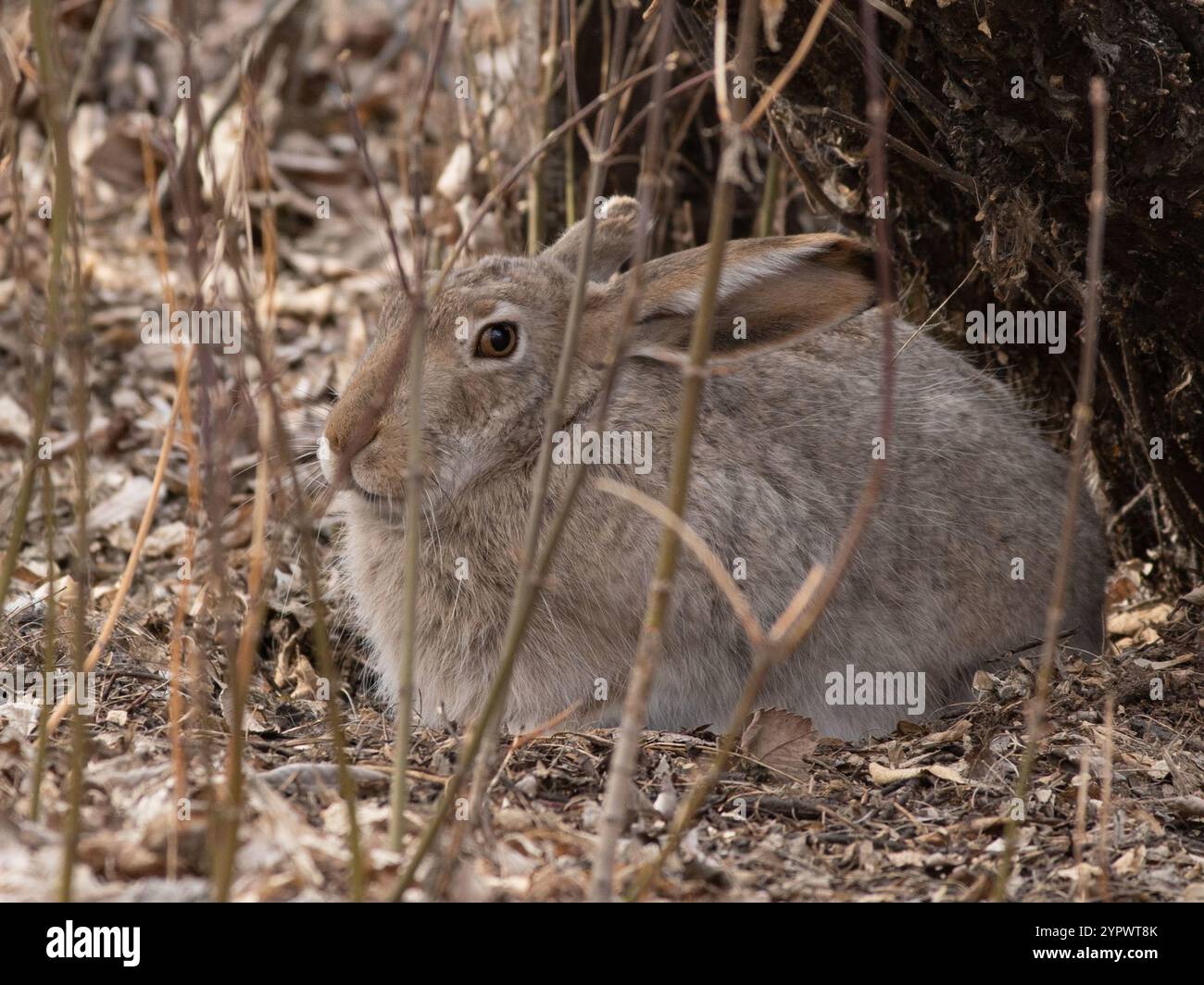 White-tailed Jackrabbit (Lepus townsendii Stock Photo - Alamy