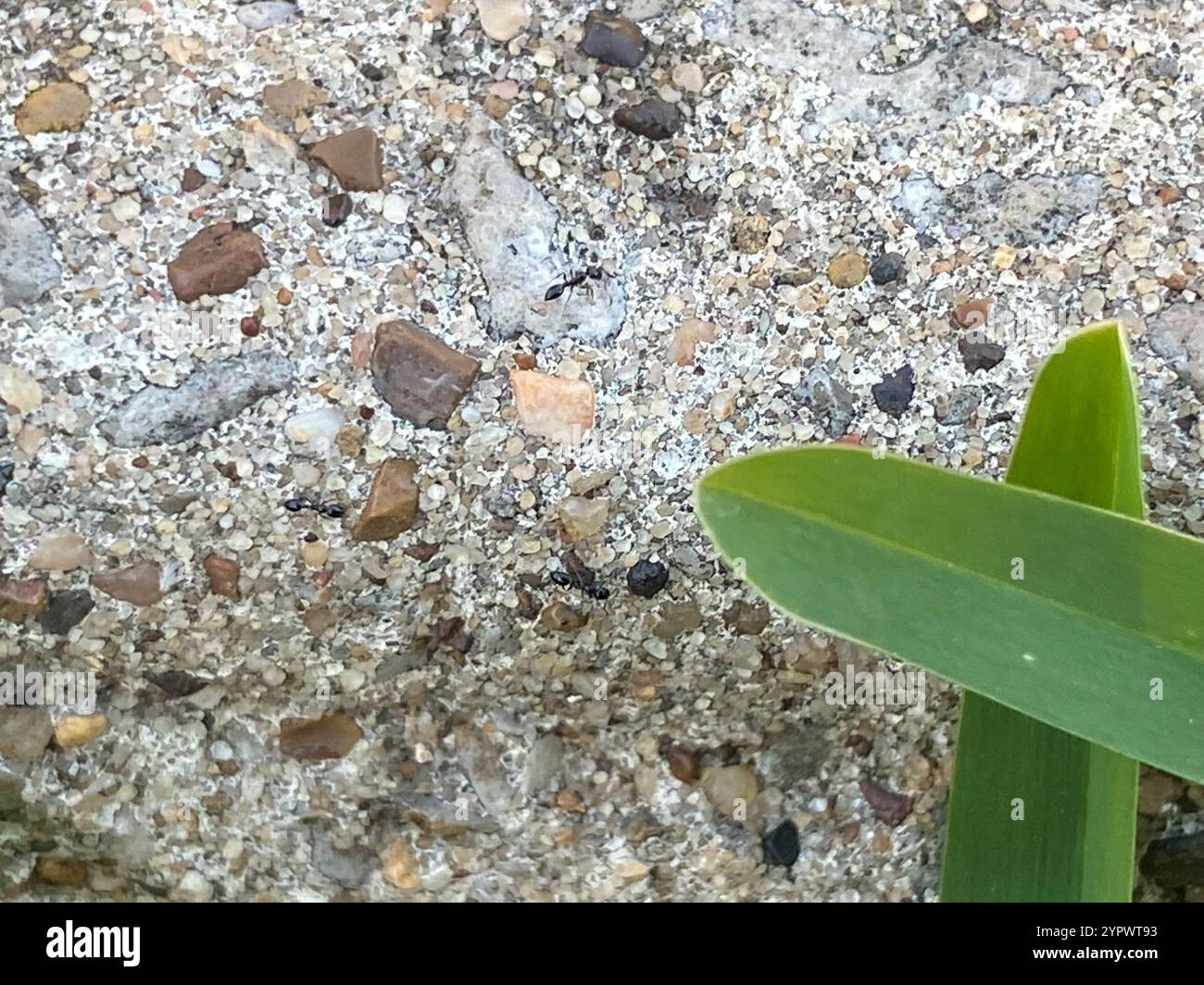 Common Trailing Ant (Monomorium minimum Stock Photo - Alamy