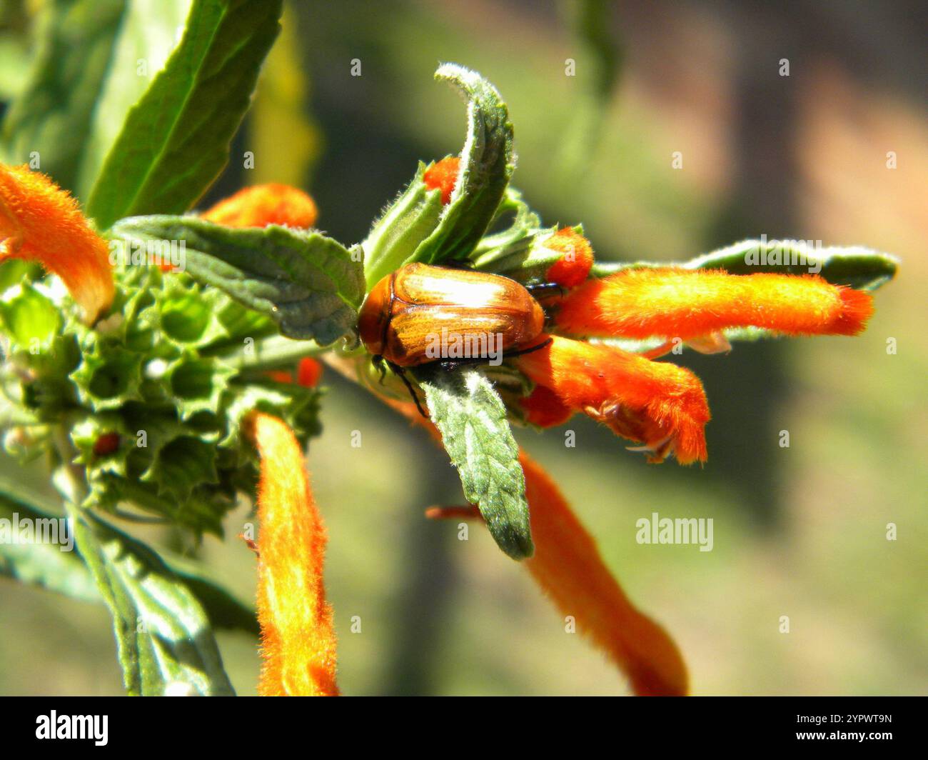 Orange Small Fruit Chafer (Leucocelis rubra Stock Photo - Alamy