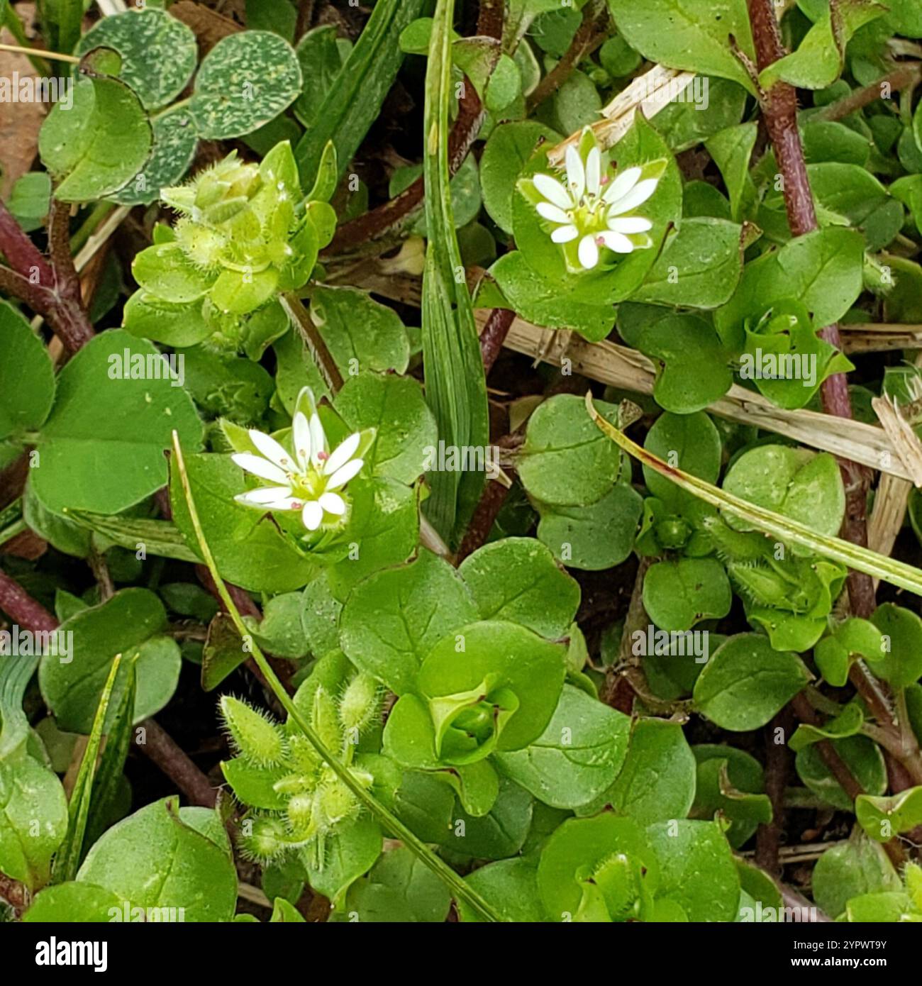common chickweed (Stellaria media Stock Photo - Alamy