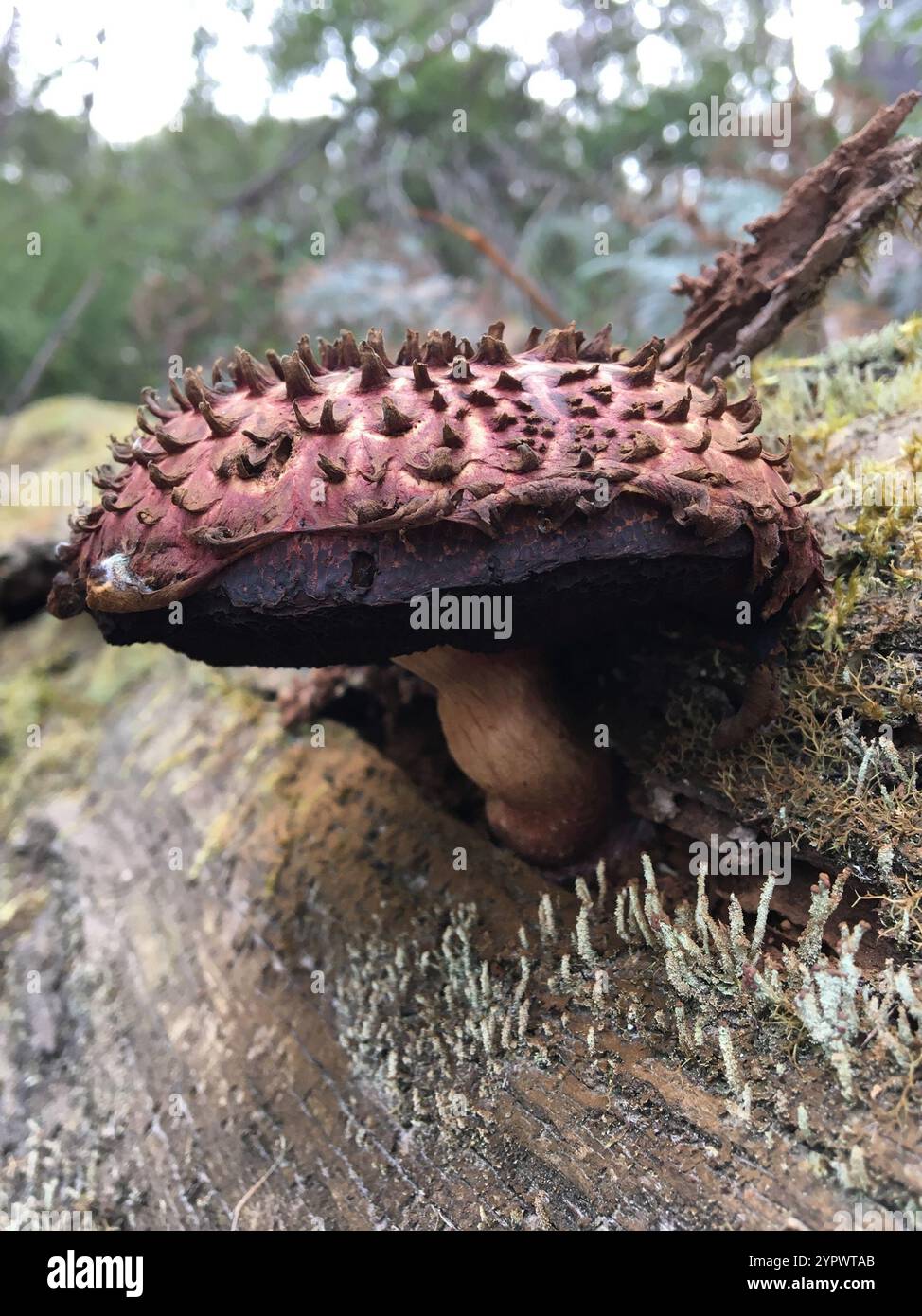 Boletellus emodensis hi-res stock photography and images - Alamy
