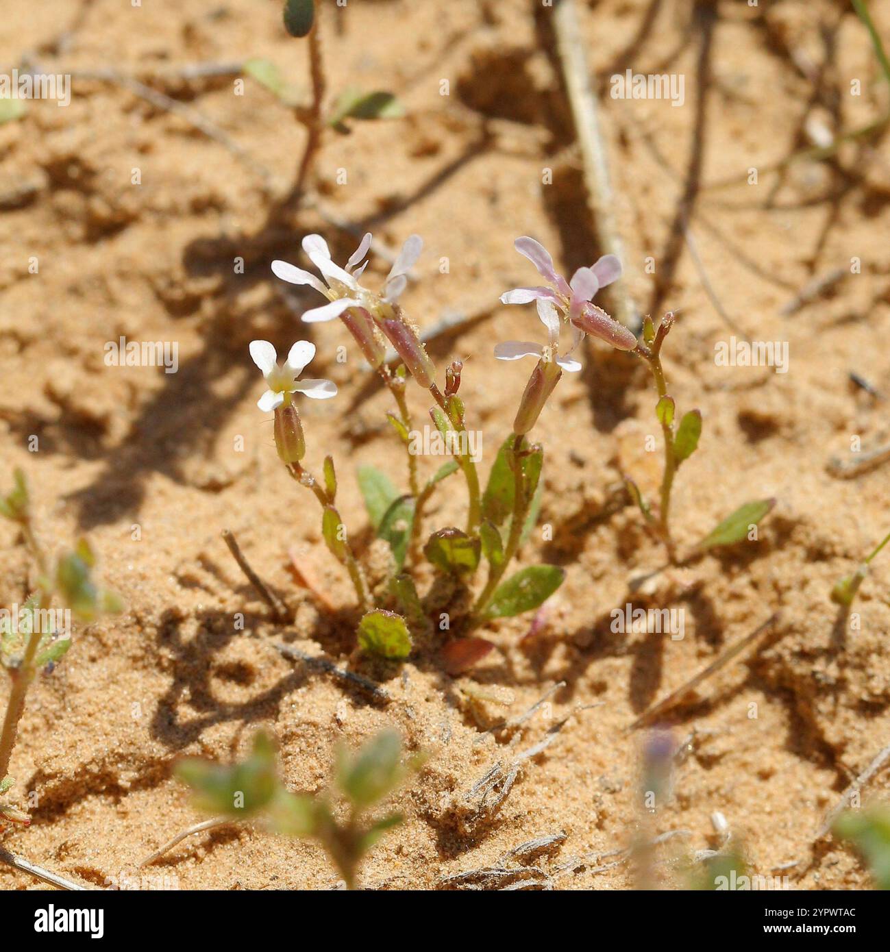 crossflower (Chorispora tenella Stock Photo - Alamy