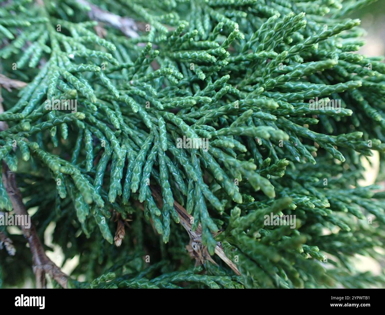 Seaside Juniper (Juniperus maritima Stock Photo - Alamy