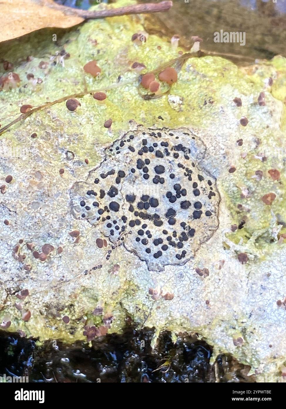 Concentric boulder lichen hi-res stock photography and images - Alamy