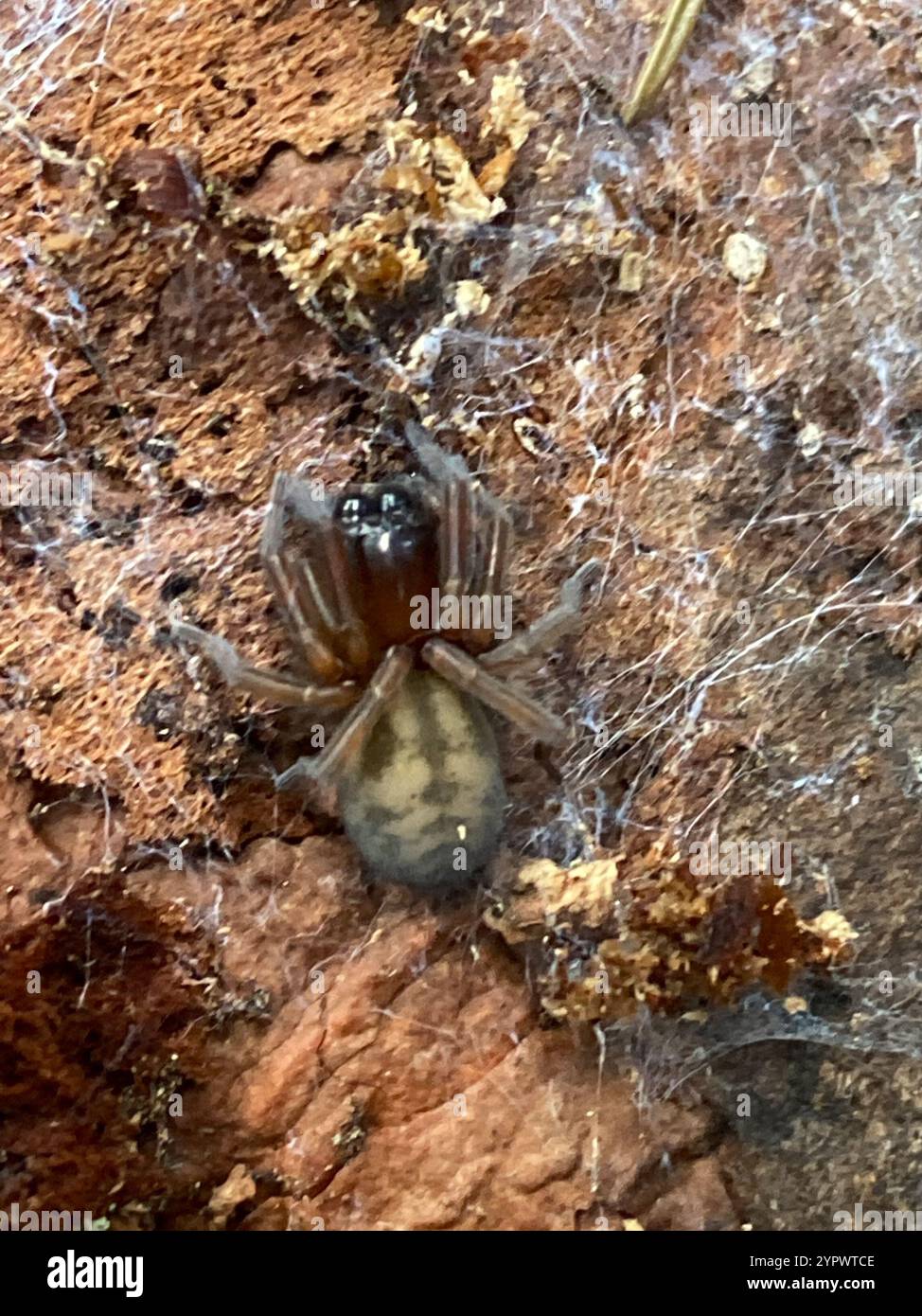 Claustrarius hi-res stock photography and images - Alamy