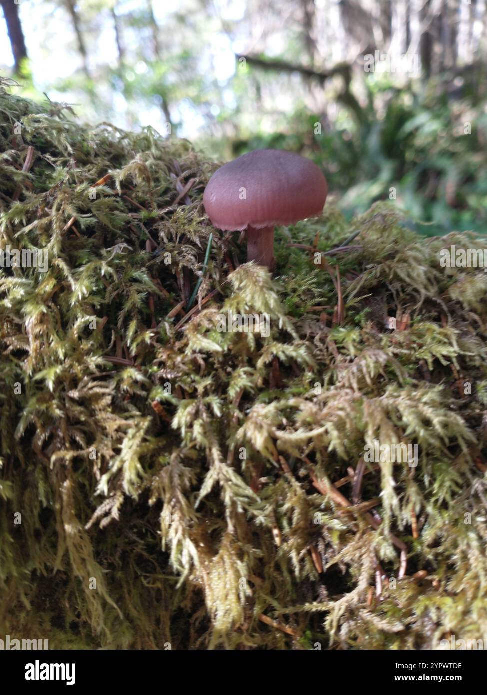 Bleeding Fairy Helmet (Mycena haematopus Stock Photo - Alamy