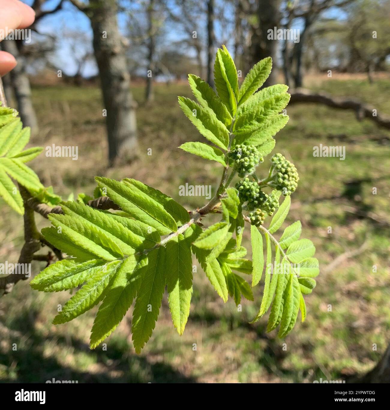 European mountain ash (Sorbus aucuparia Stock Photo - Alamy