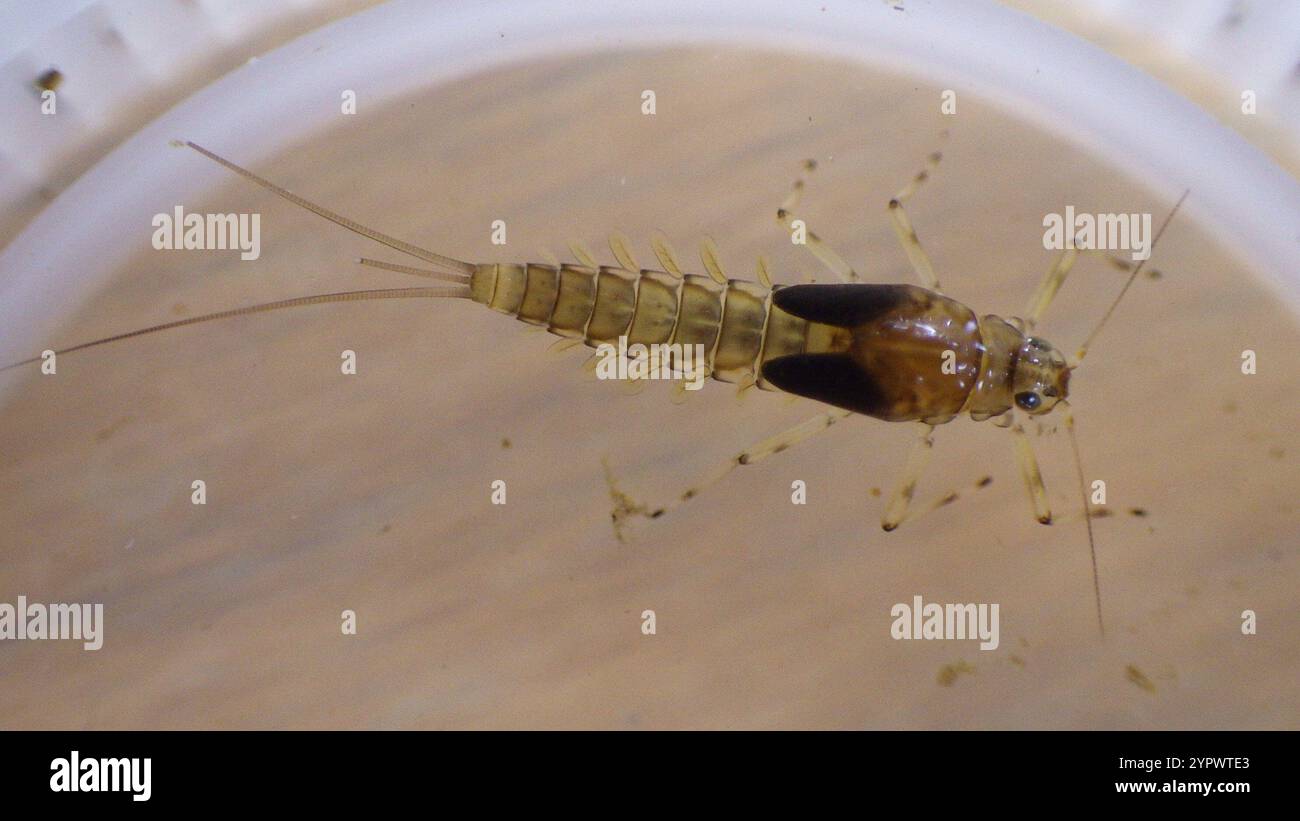 Small Mayflies (Baetidae Stock Photo - Alamy