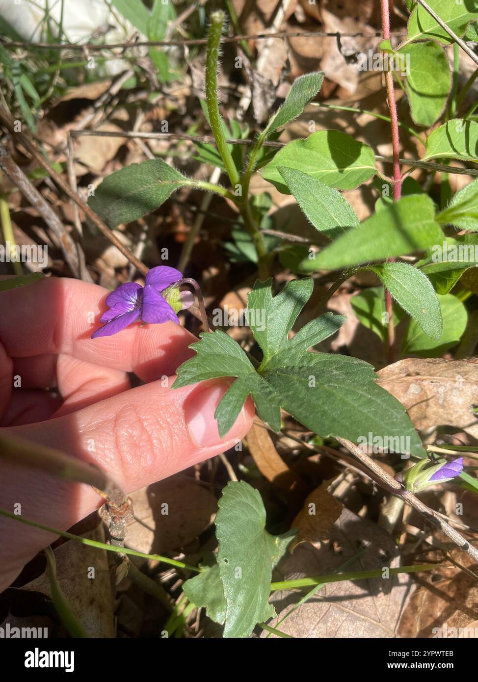three-lobed violet (Viola palmata Stock Photo - Alamy
