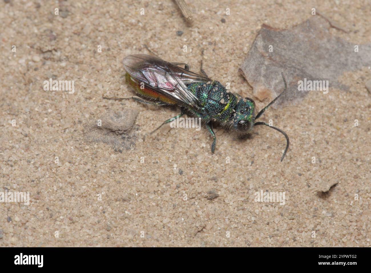 Ruby-tailed Cuckoo Wasps (Chrysis ignita Stock Photo - Alamy