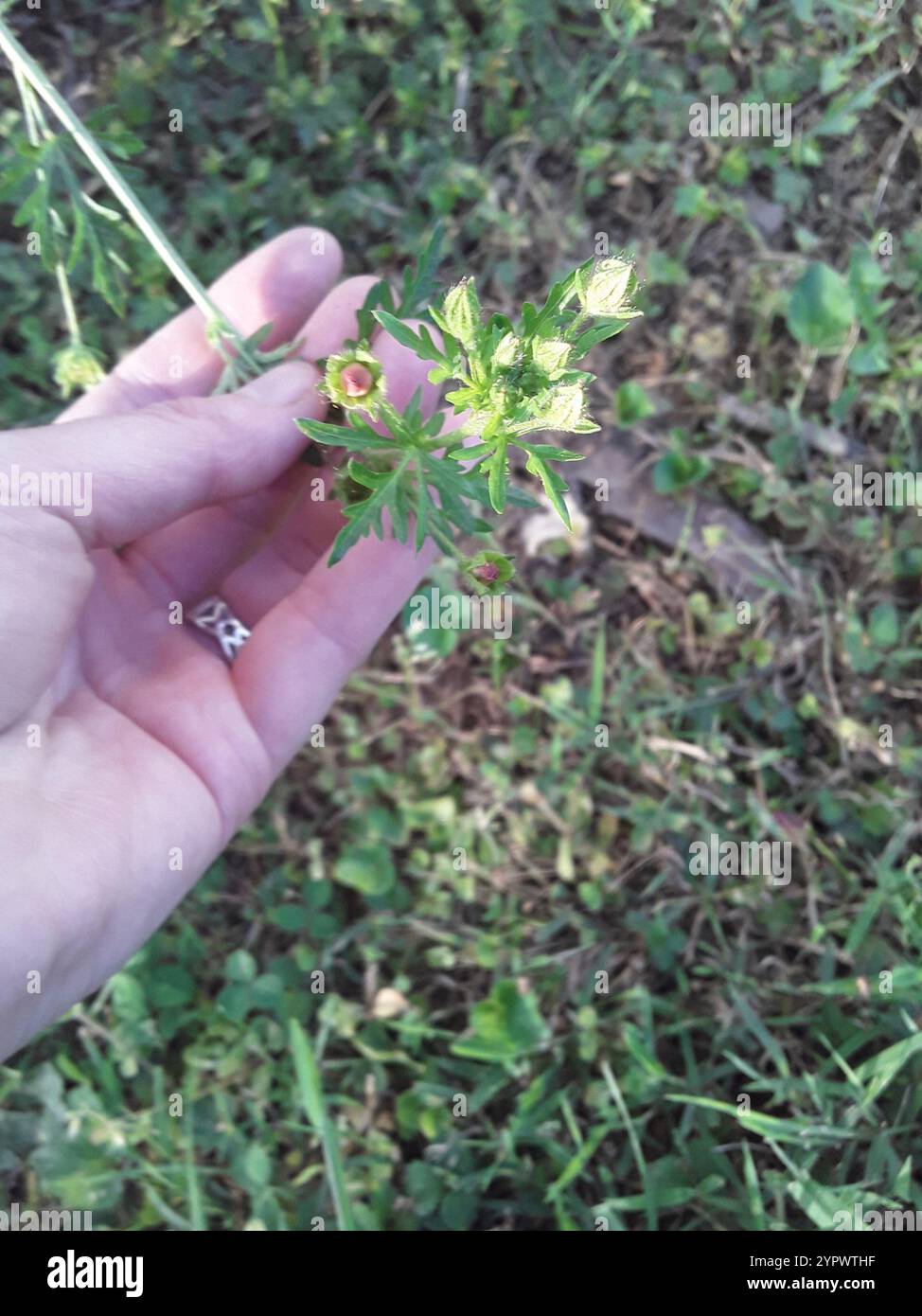 Carolina Bristlemallow (Modiola caroliniana Stock Photo - Alamy