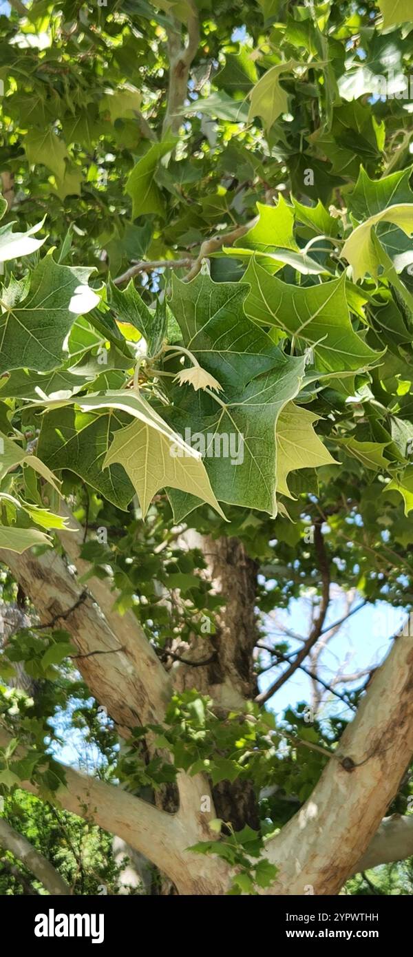 American sycamore (Platanus occidentalis Stock Photo - Alamy