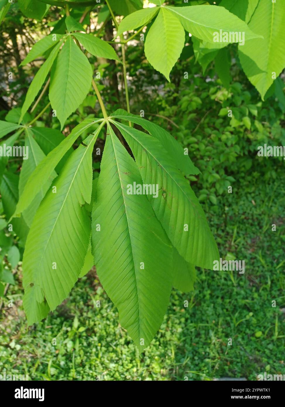 buckeyes and horse-chestnuts (Aesculus Stock Photo - Alamy