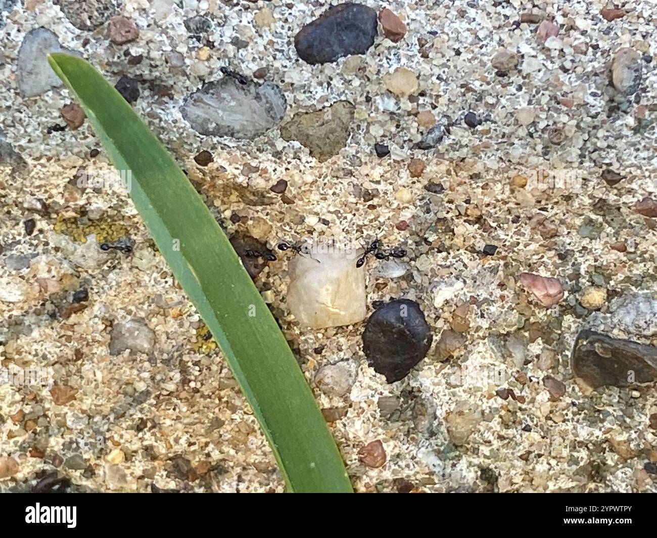 Common Trailing Ant (Monomorium minimum Stock Photo - Alamy