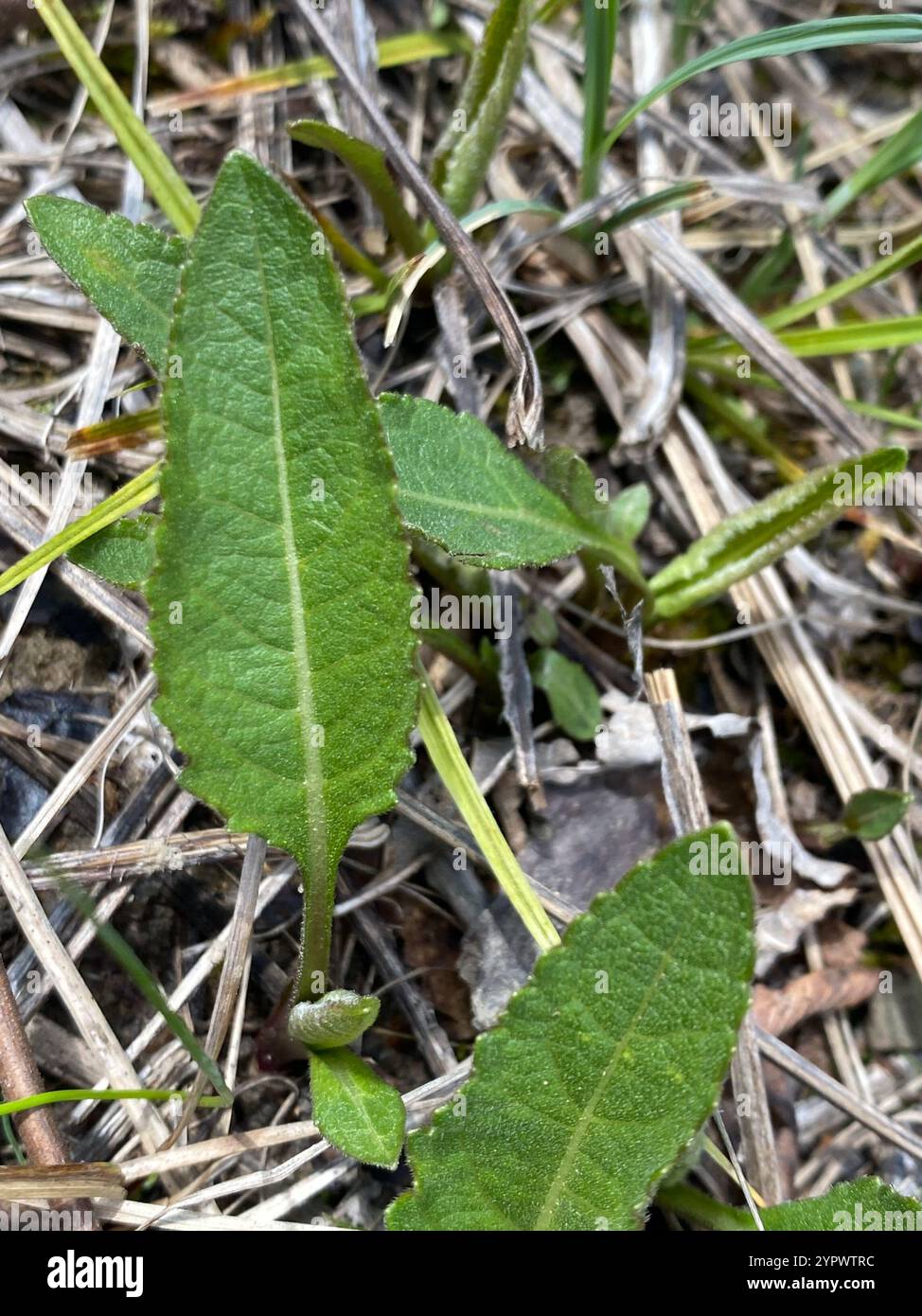 wild quinine (Parthenium hispidum Stock Photo - Alamy