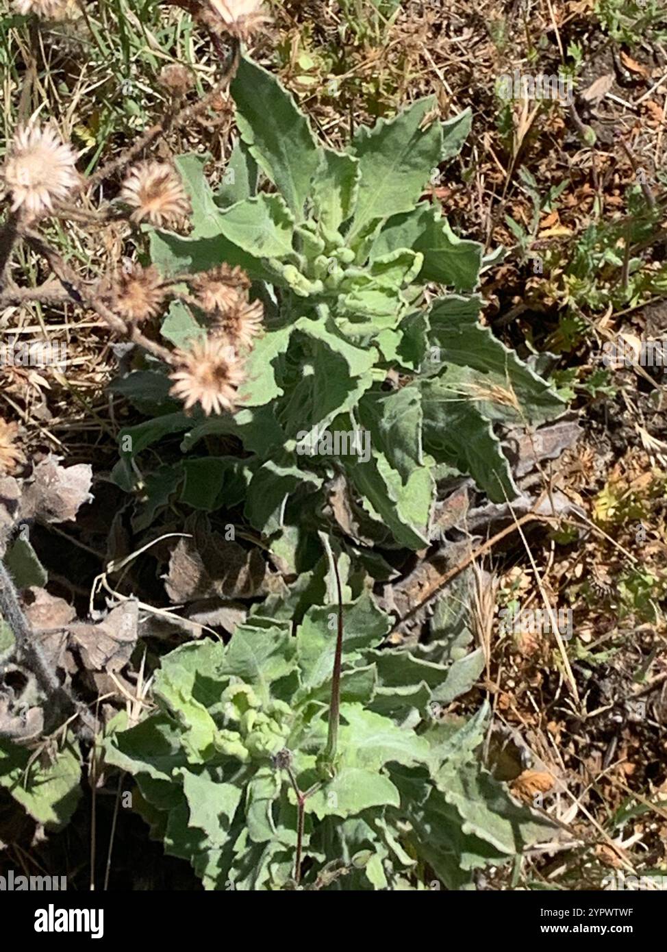 Telegraphweed (Heterotheca grandiflora Stock Photo - Alamy