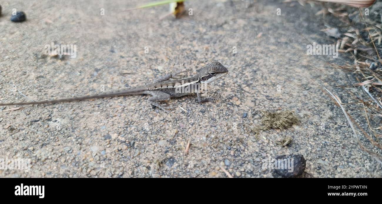 Gilberti hi-res stock photography and images - Alamy