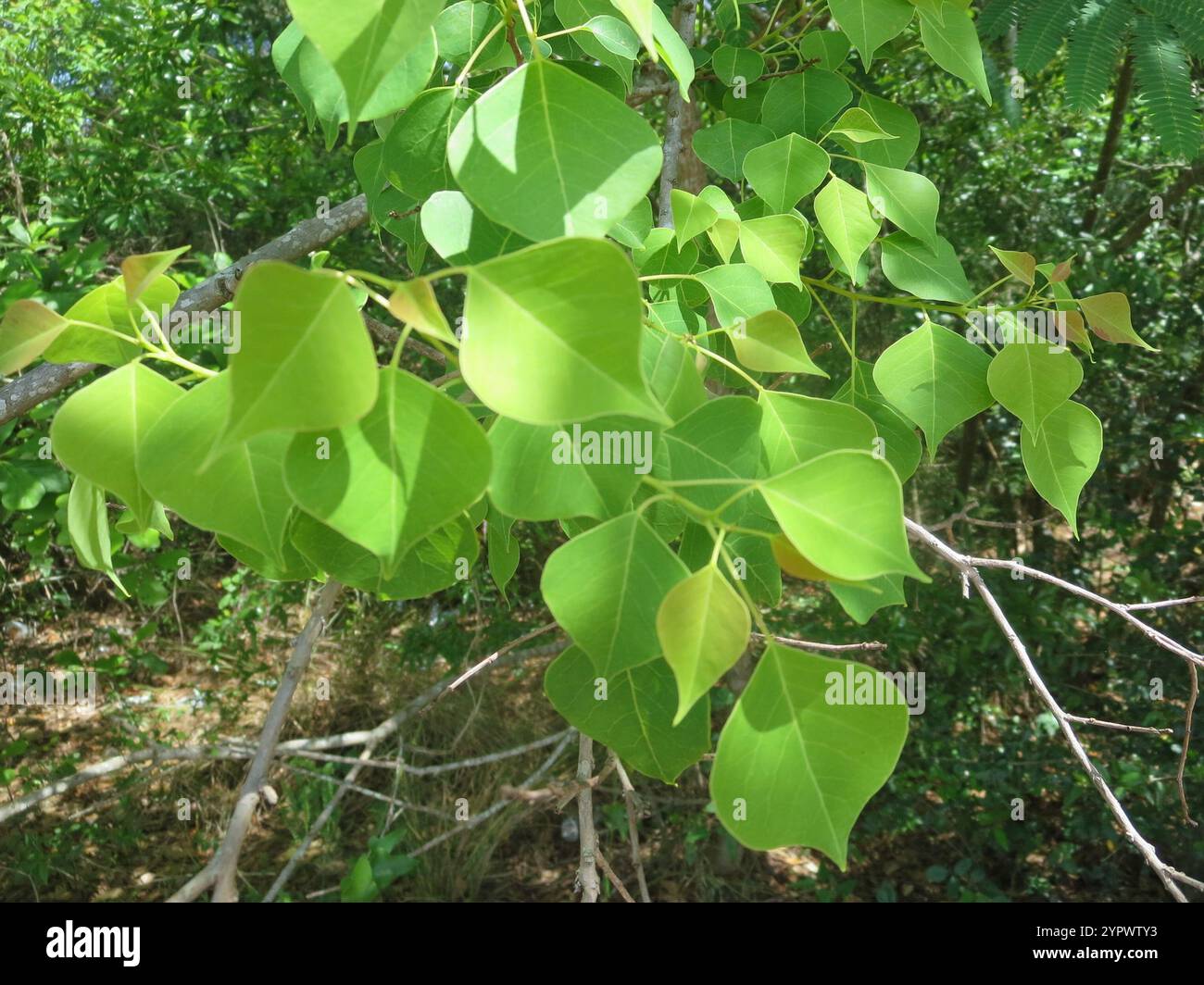 Chinese Tallow (Triadica sebifera Stock Photo - Alamy