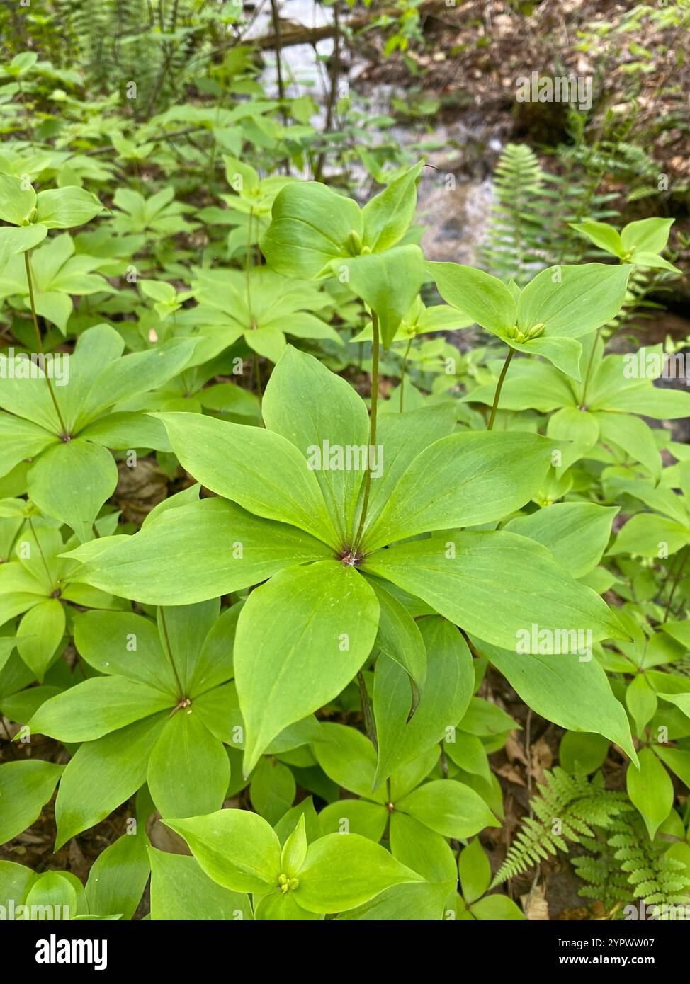 Cucumber Root (Medeola virginiana Stock Photo - Alamy