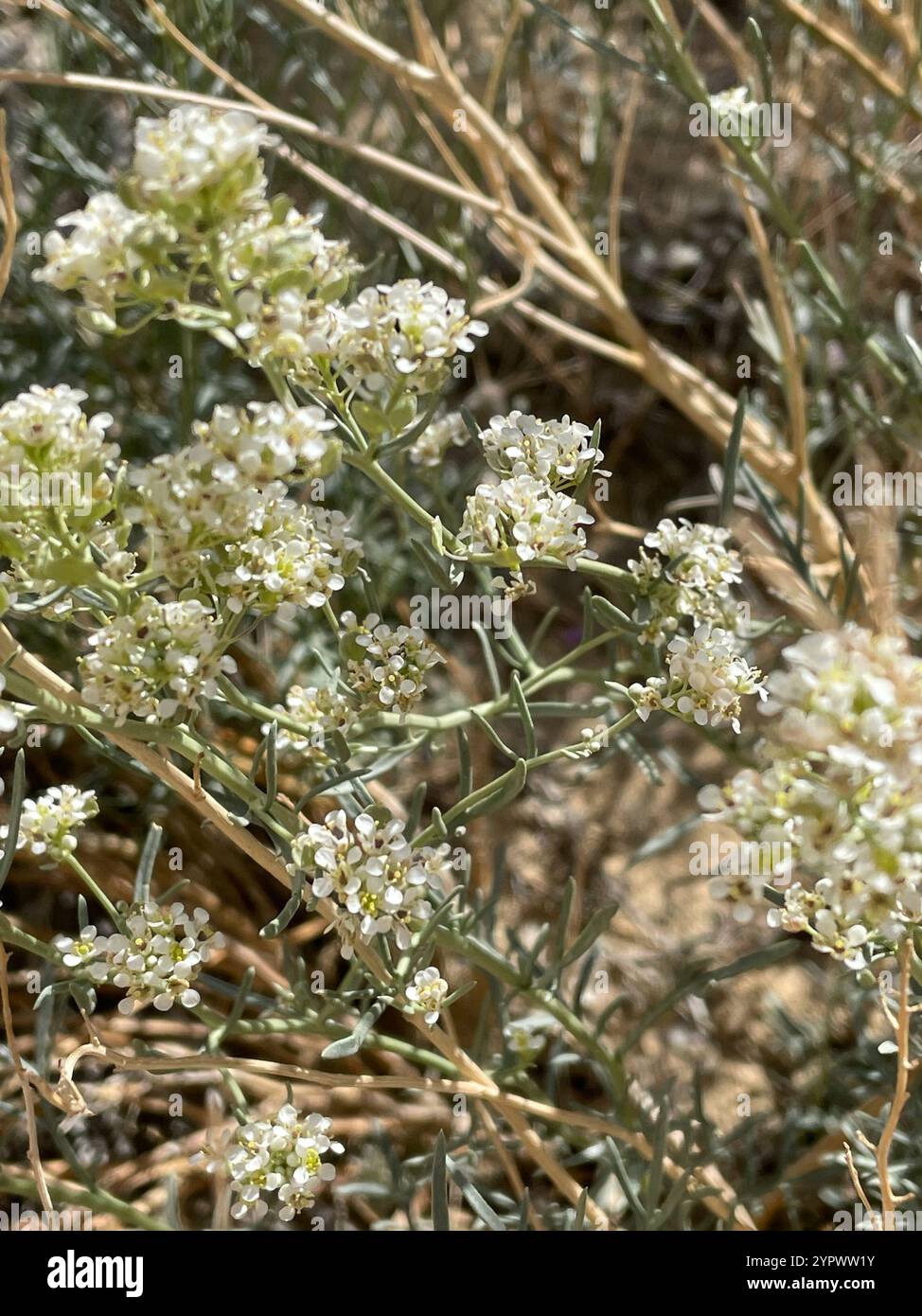 desert pepperweed (Lepidium fremontii Stock Photo - Alamy