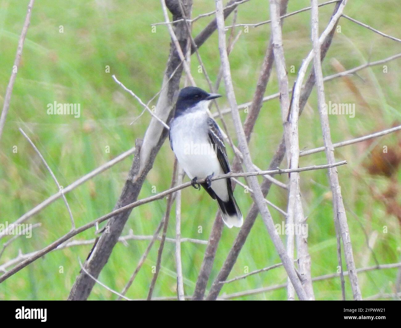Eastern Kingbird (Tyrannus tyrannus Stock Photo - Alamy