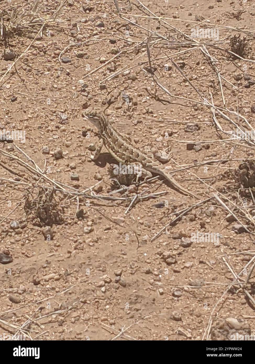 Western Earless Lizard (Holbrookia maculata Stock Photo - Alamy