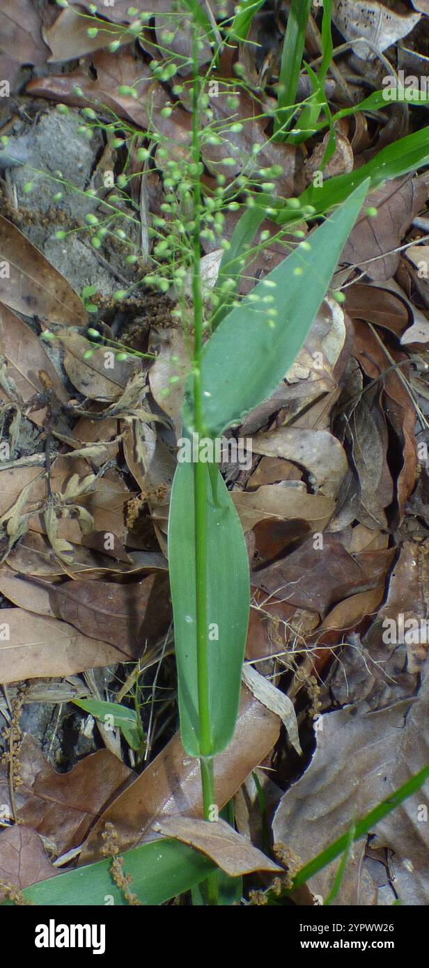 variable witchgrass (Dichanthelium commutatum Stock Photo - Alamy