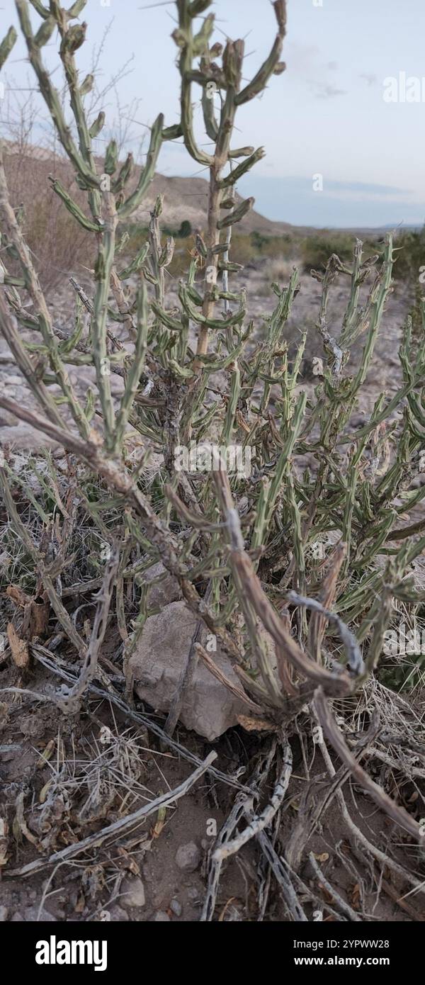 Christmas cholla (Cylindropuntia leptocaulis Stock Photo - Alamy