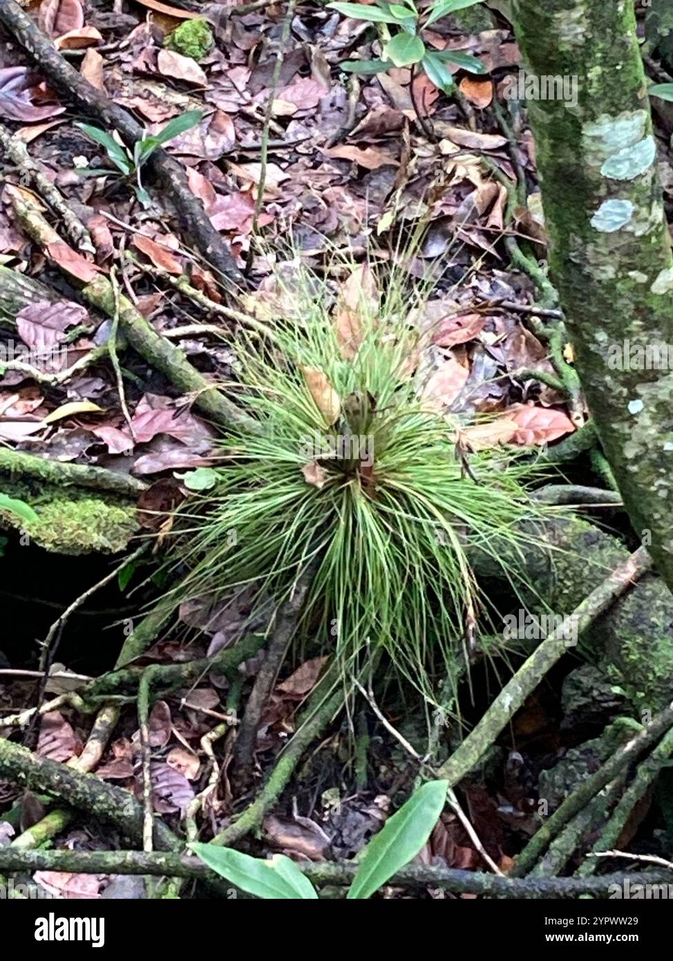 southern needleleaf airplant (Tillandsia setacea Stock Photo - Alamy