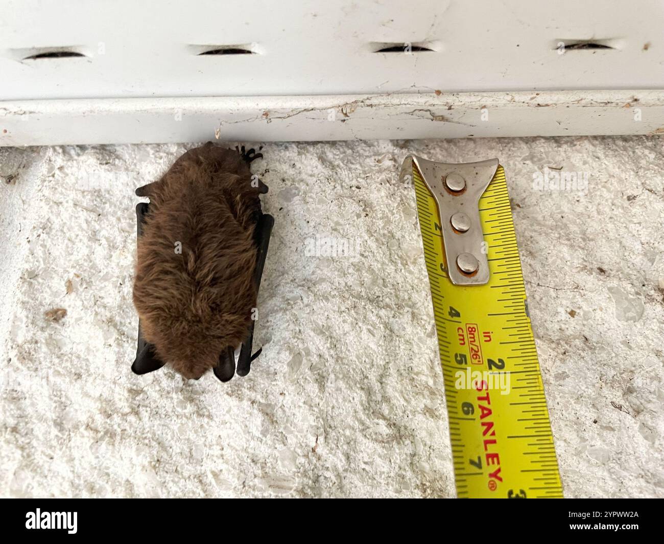 Mouse-eared Bats (Myotis Stock Photo - Alamy