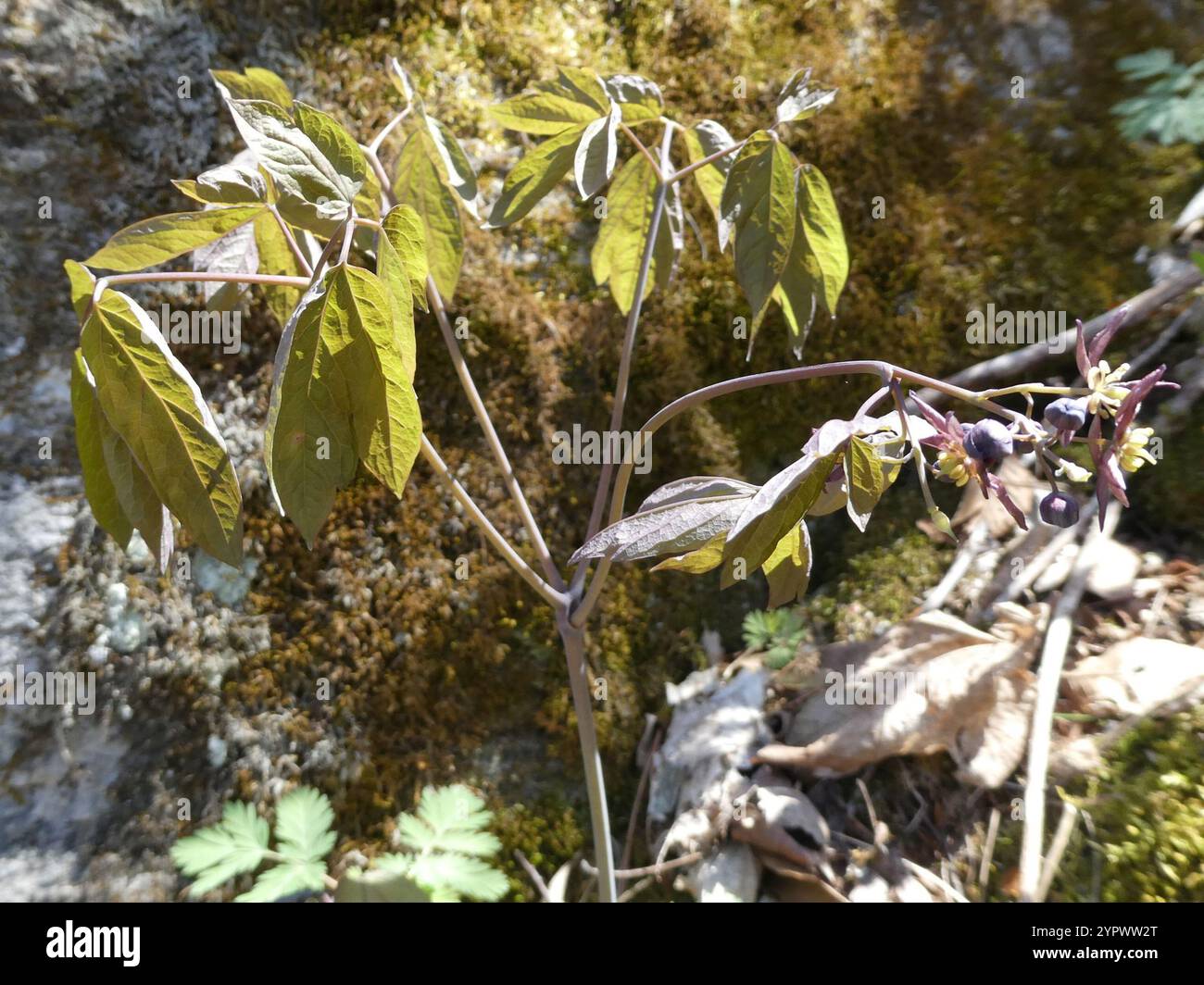 early blue cohosh (Caulophyllum giganteum Stock Photo - Alamy