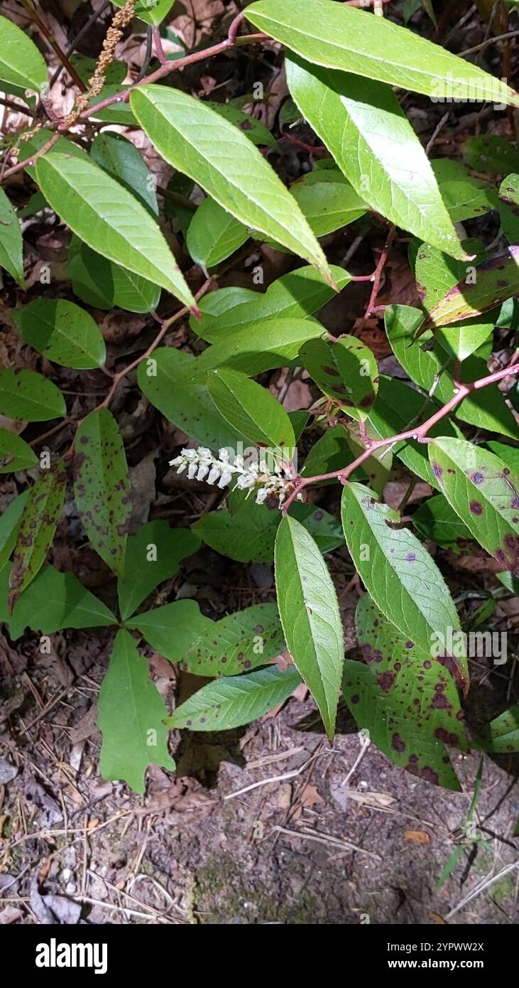 Leucothoe fontanesiana hi-res stock photography and images - Alamy