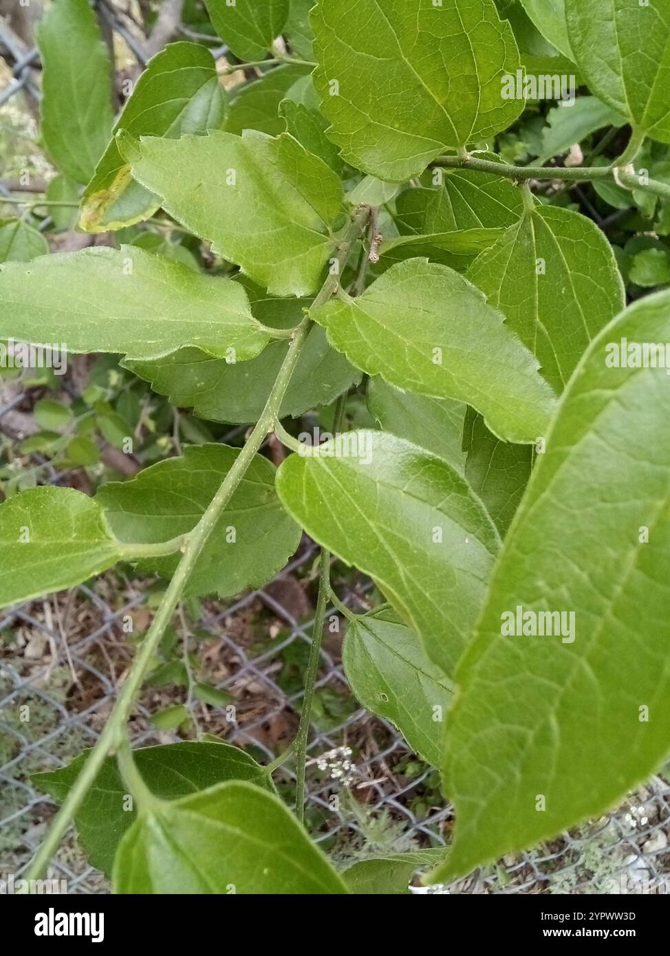 sugar hackberry (Celtis laevigata Stock Photo - Alamy
