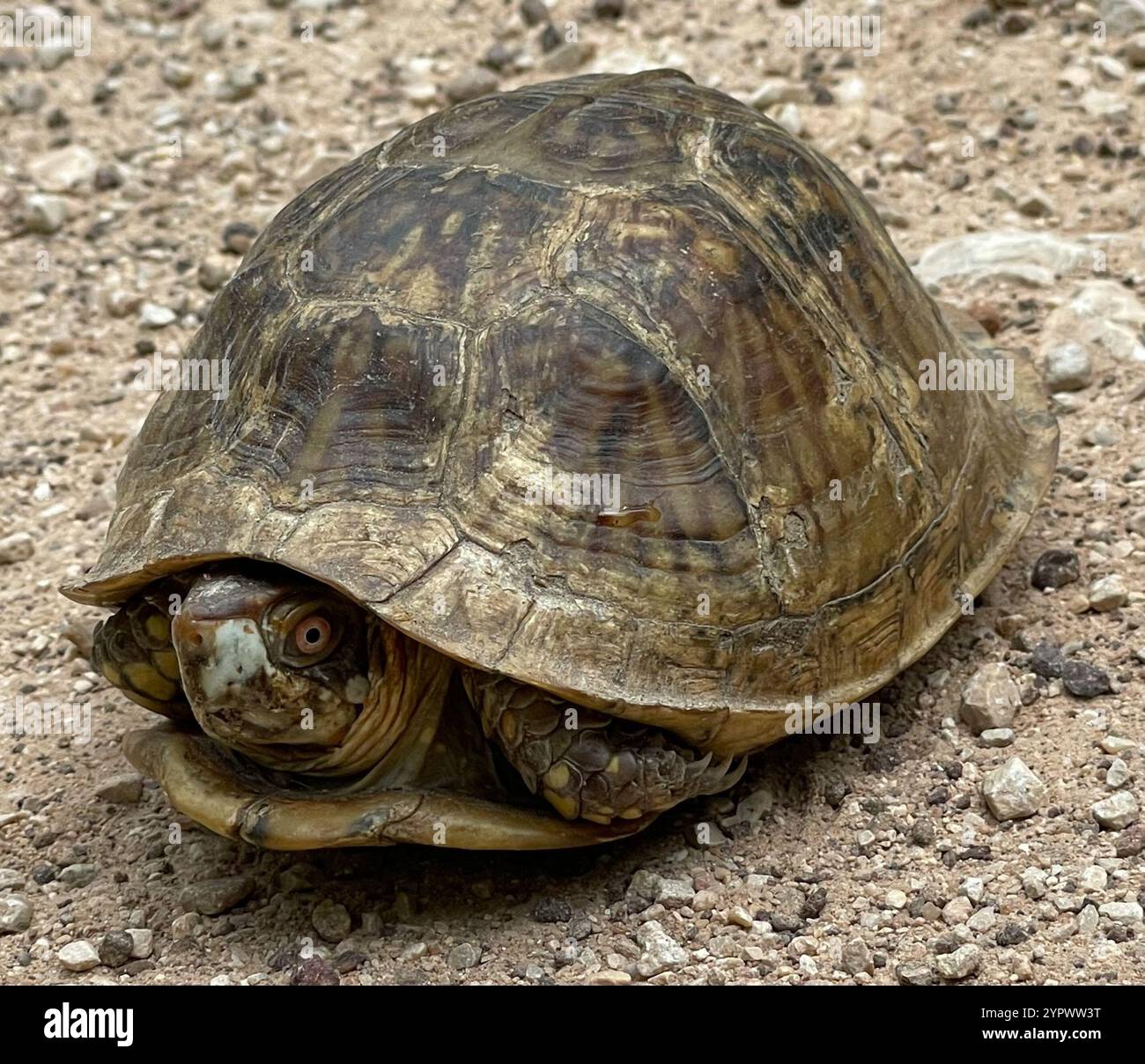 Three-toed Box Turtle (Terrapene triunguis Stock Photo - Alamy