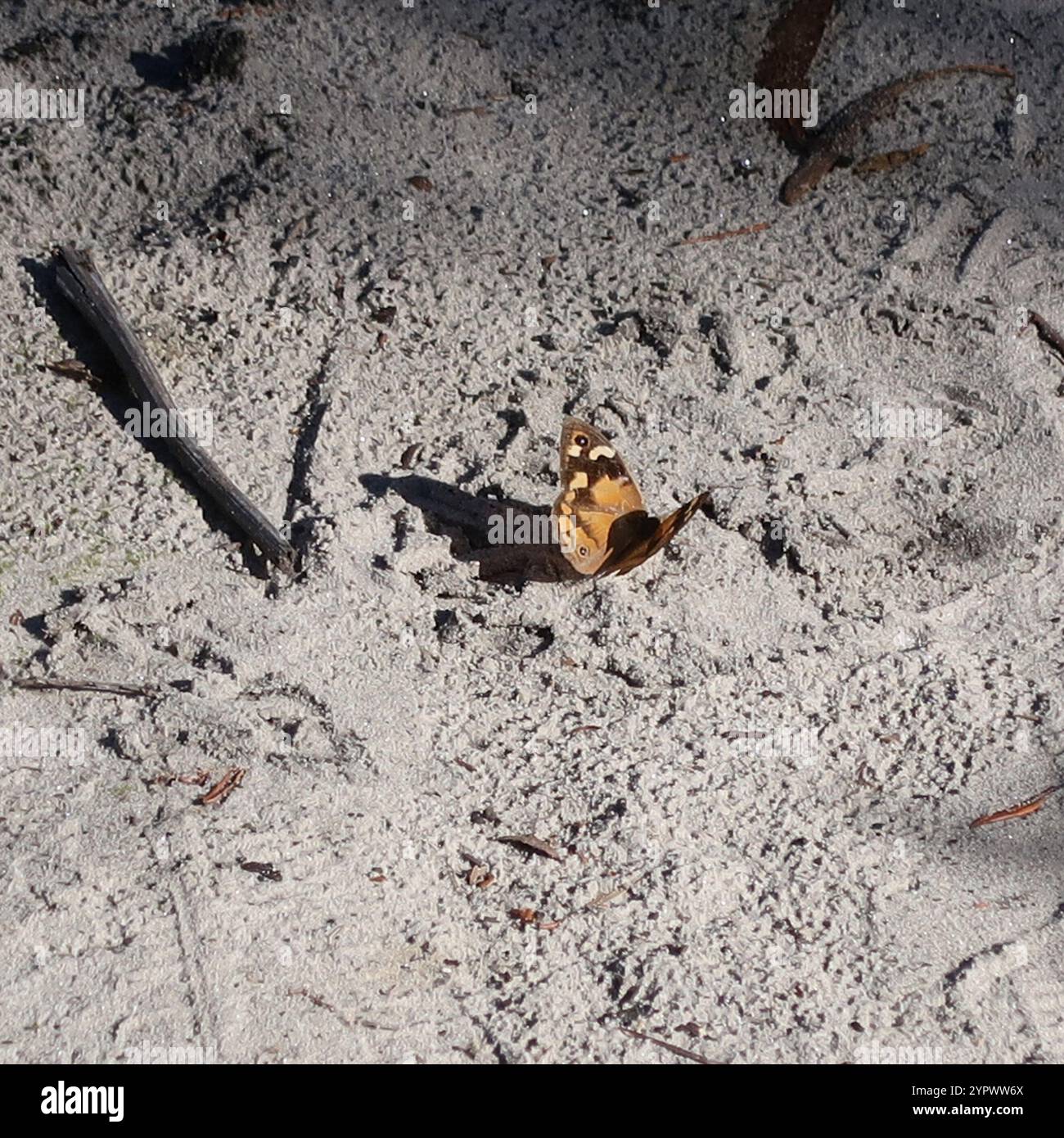 Common Brown (Heteronympha merope Stock Photo - Alamy