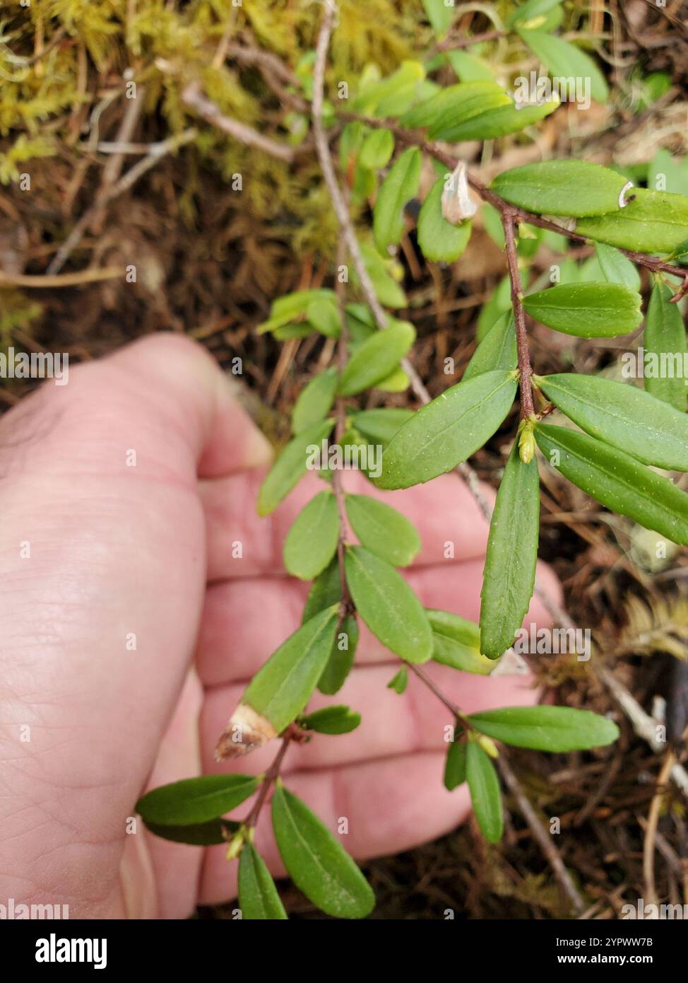 Oregon Boxwood (Paxistima myrsinites Stock Photo - Alamy