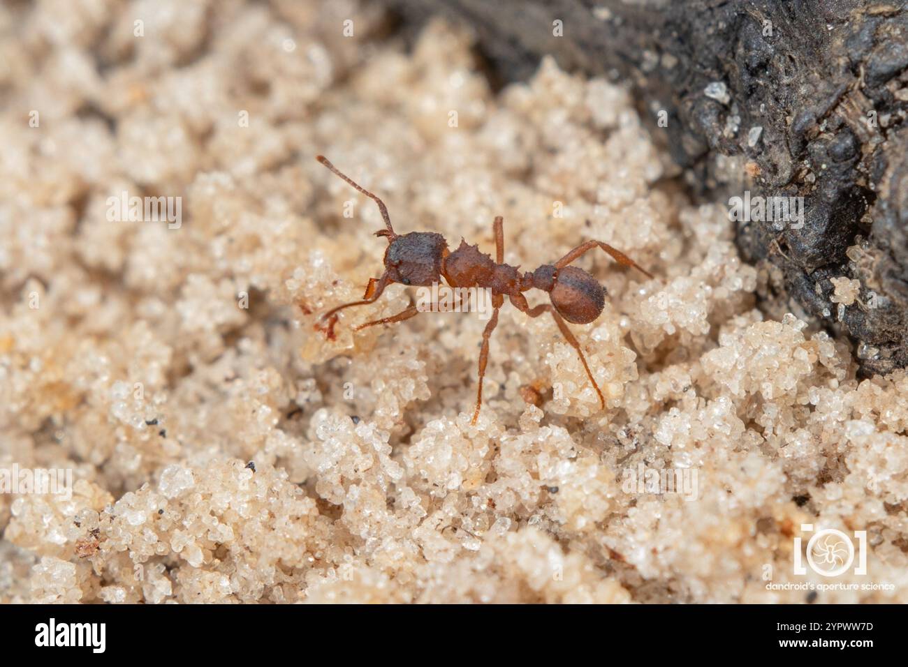 Northern Fungus-farming Ant (Trachymyrmex septentrionalis Stock Photo ...