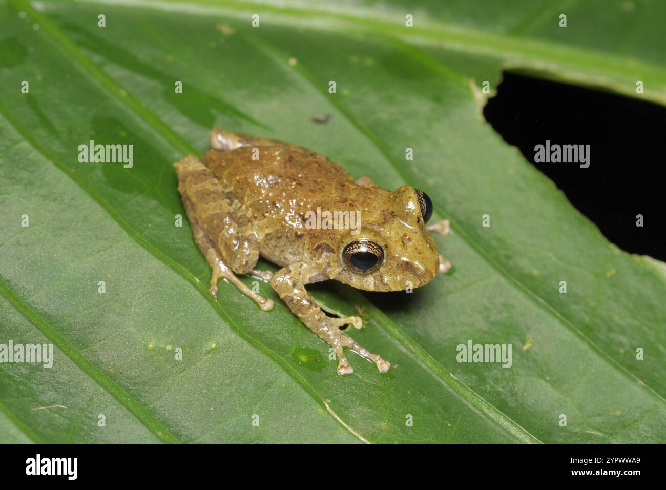 Rain and Robber Frogs (Pristimantis Stock Photo - Alamy