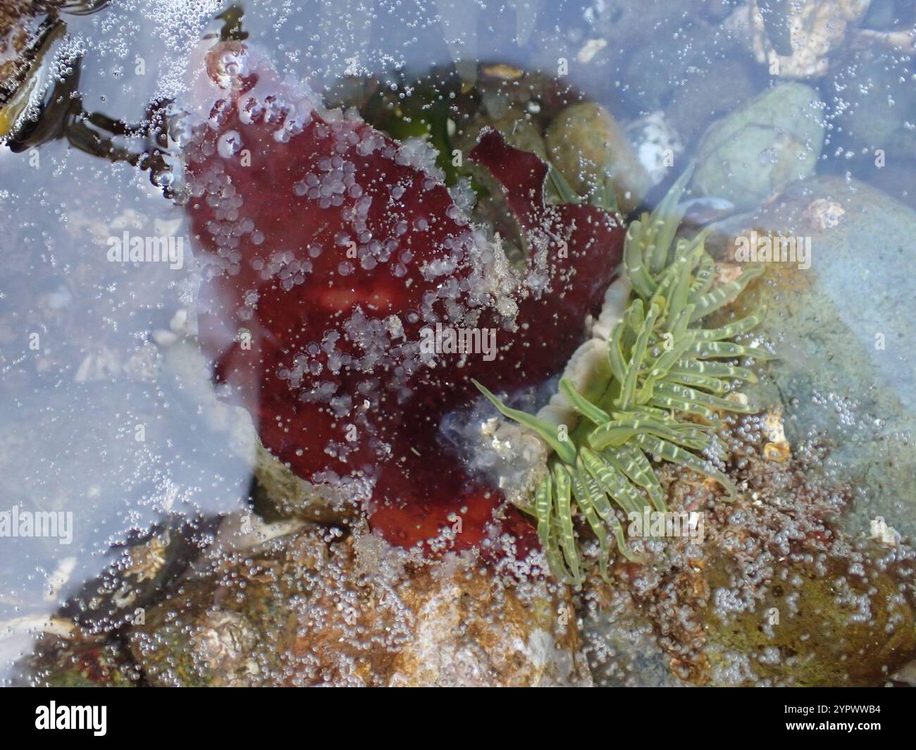 Pacific Herring (Clupea pallasii Stock Photo - Alamy