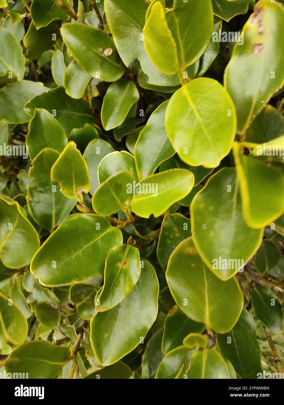 New Zealand Broadleaf (Griselinia littoralis Stock Photo - Alamy