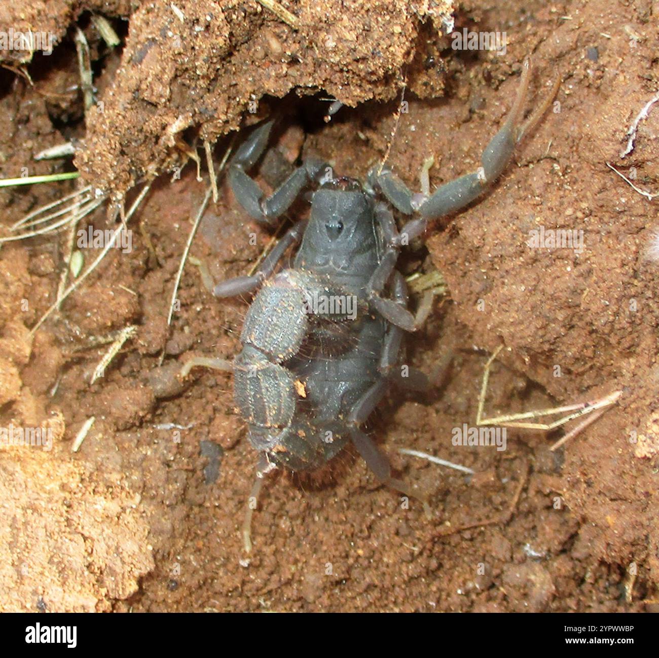 Parabuthus transvaalicus hi-res stock photography and images - Alamy