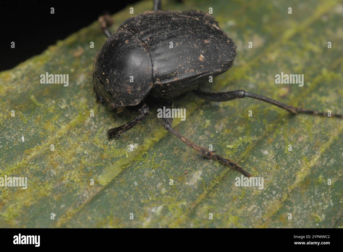 Dung Beetles (Scarabaeinae Stock Photo - Alamy