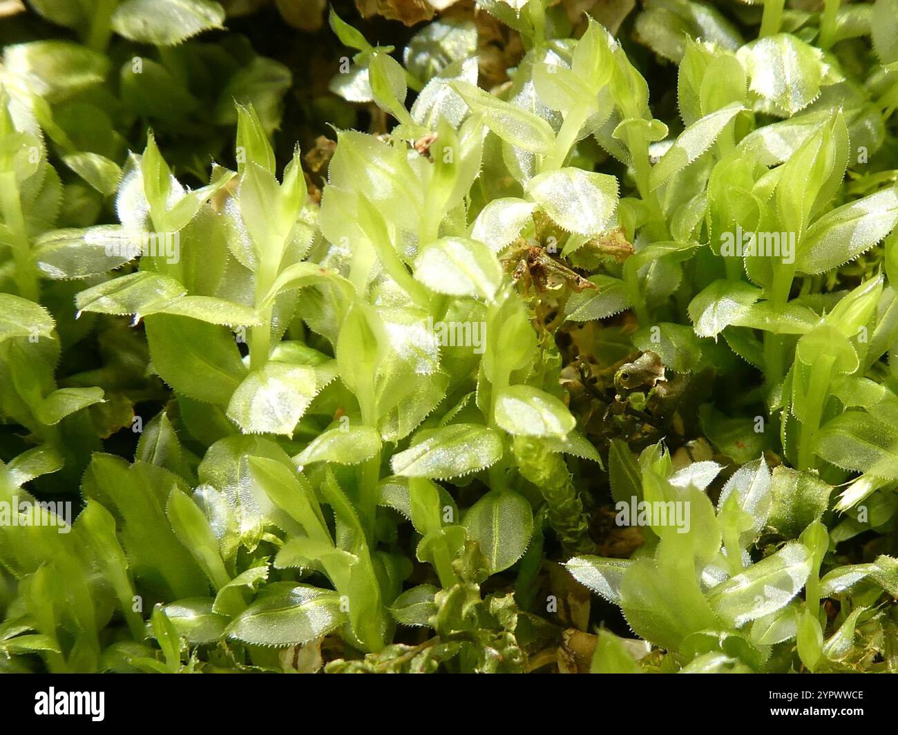 Wavy-leaf Moss (Plagiomnium ciliare Stock Photo - Alamy