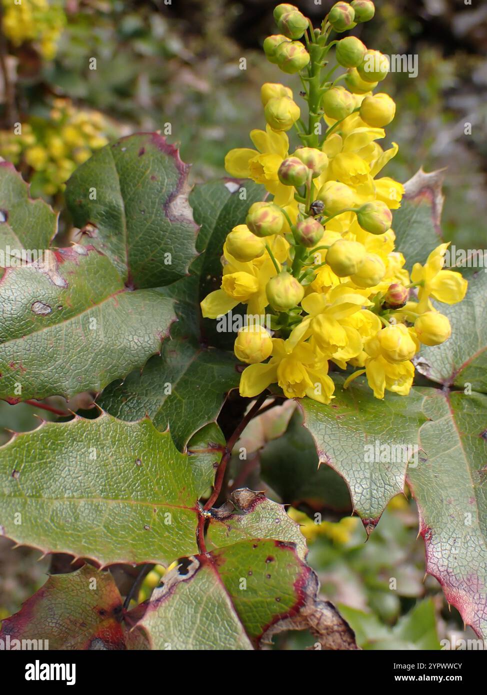 Oregon grape (Berberis aquifolium Stock Photo - Alamy