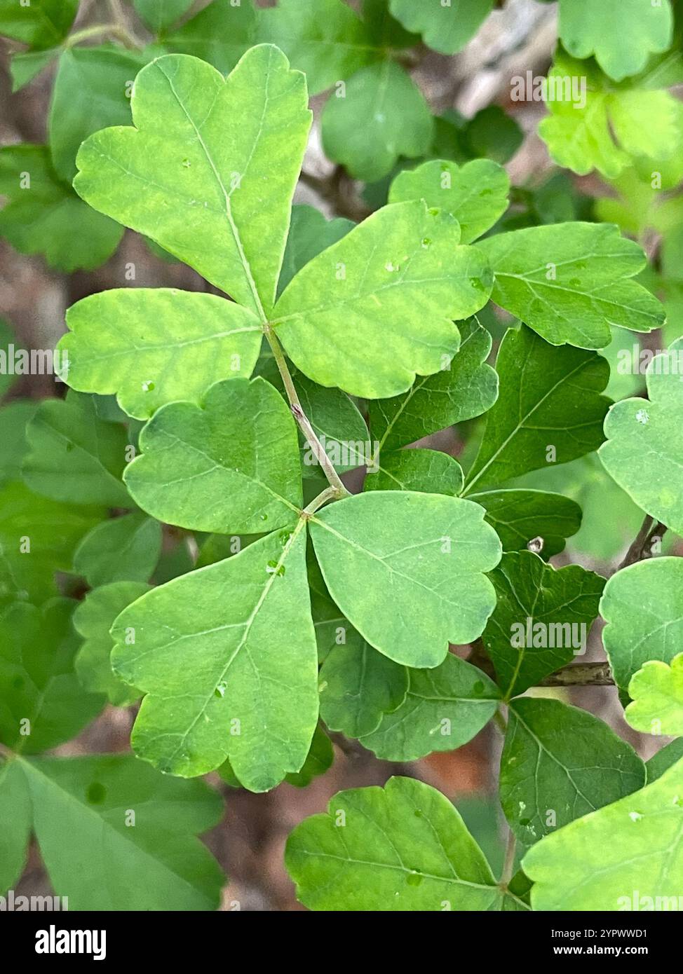 fragrant sumac (Rhus aromatica Stock Photo - Alamy