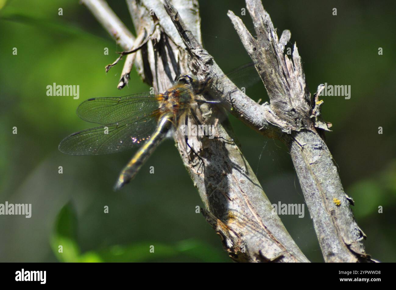 Downy Emerald (Cordulia aenea Stock Photo - Alamy