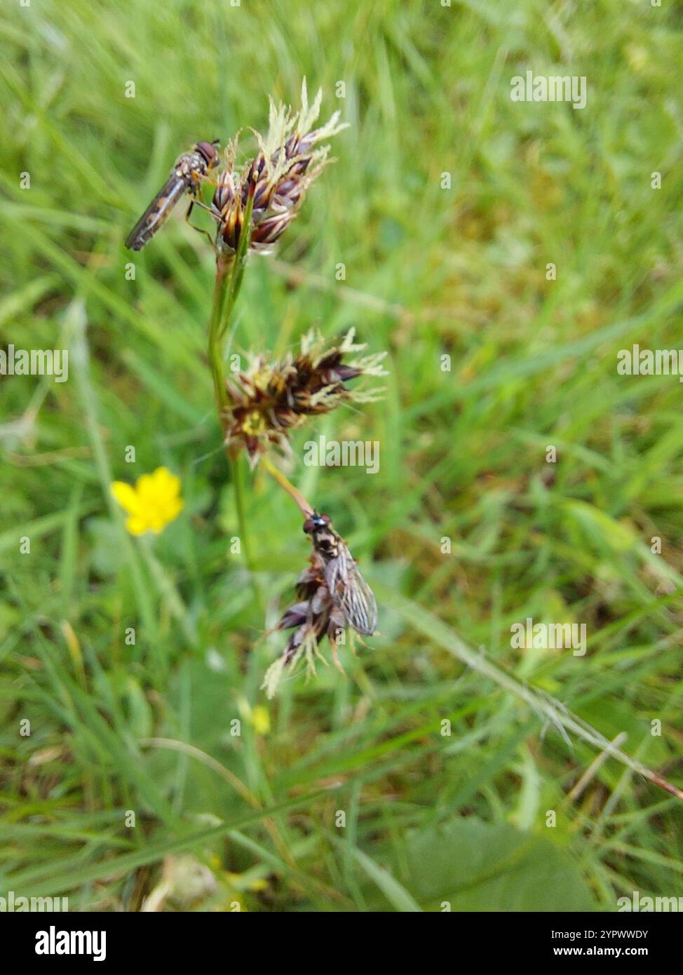 Field woodrush (Luzula campestris Stock Photo - Alamy