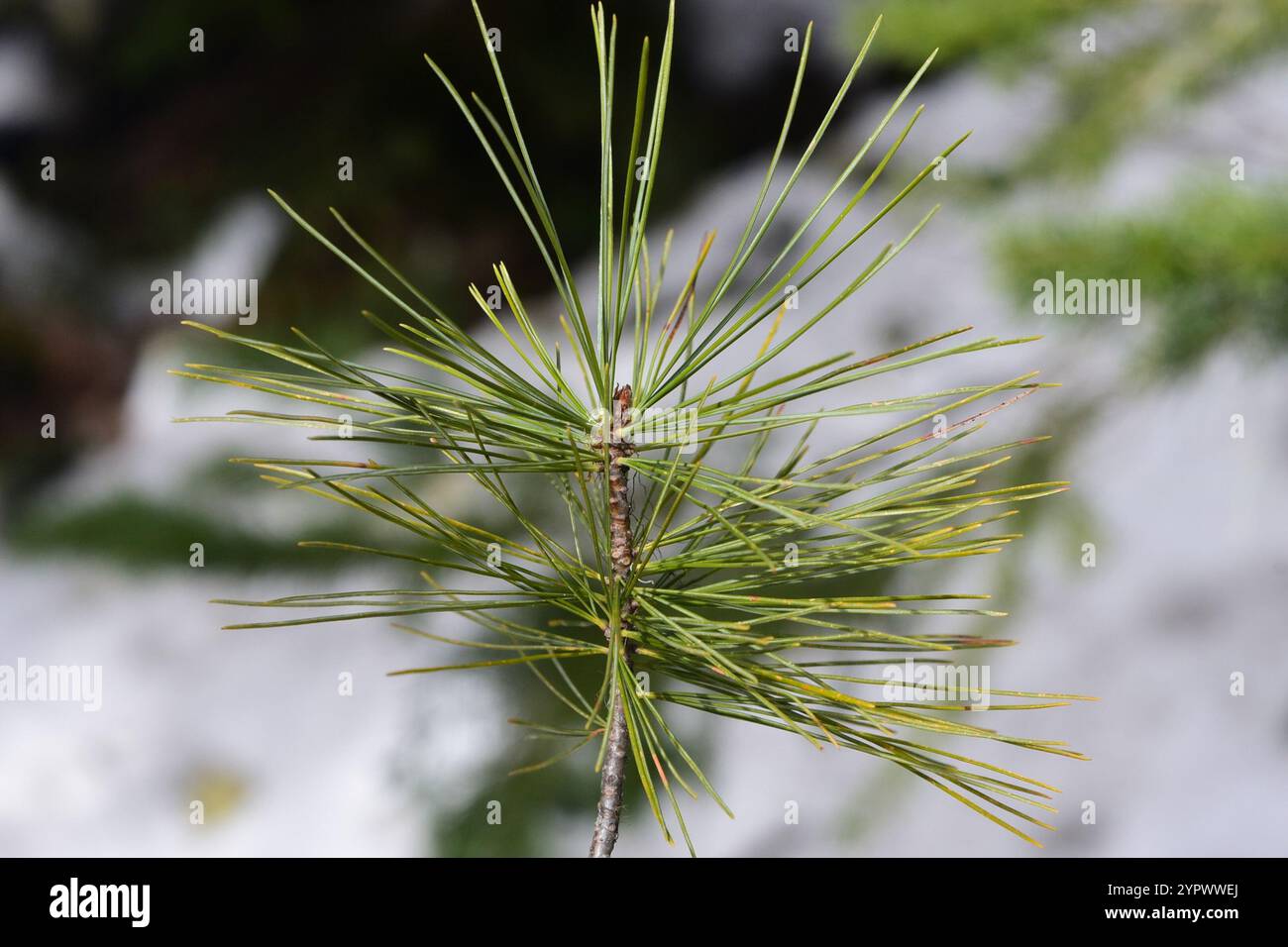 Western white pine pinus monticola hi-res stock photography and images ...