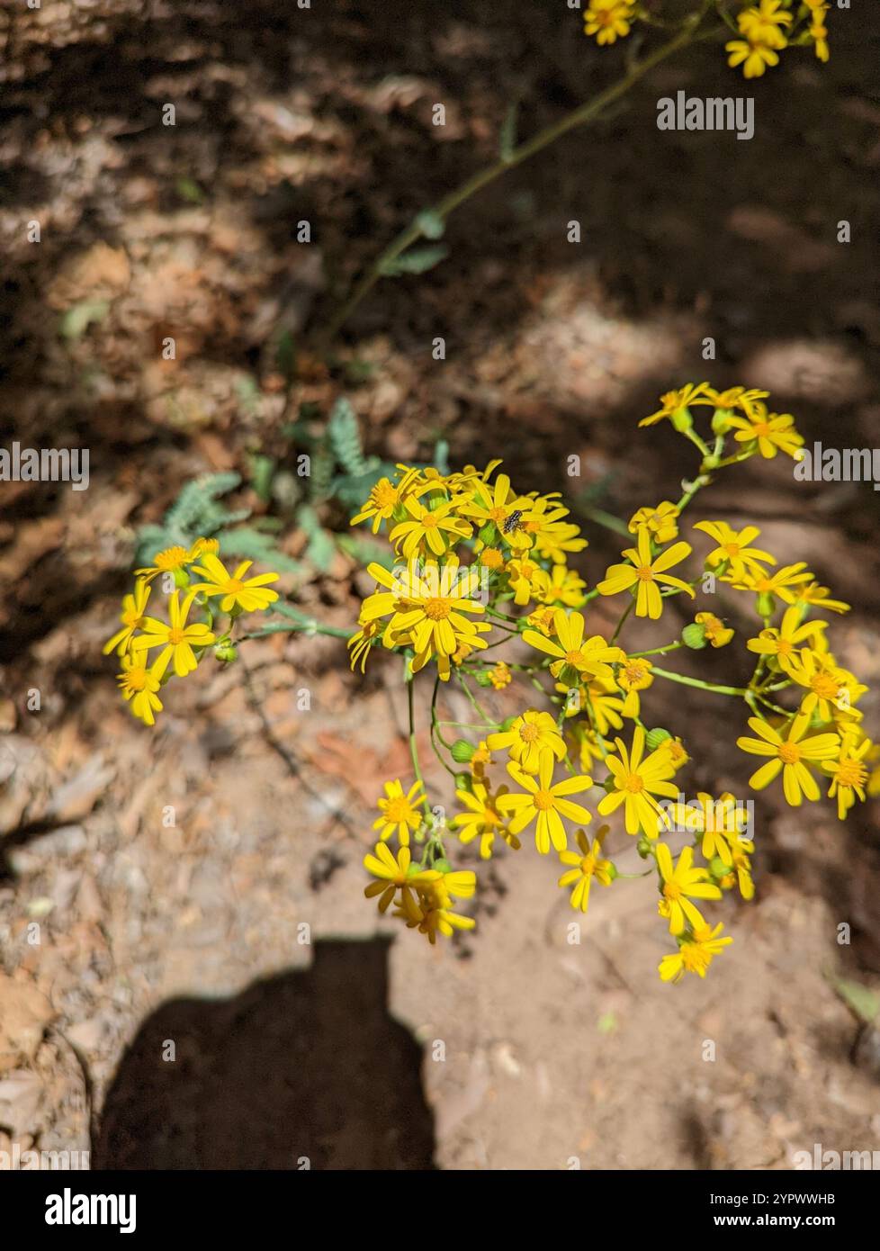 Packera multilobata hi-res stock photography and images - Alamy